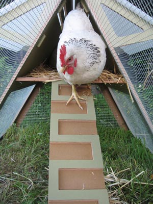 ChickenCribs - COOL HUNTING®