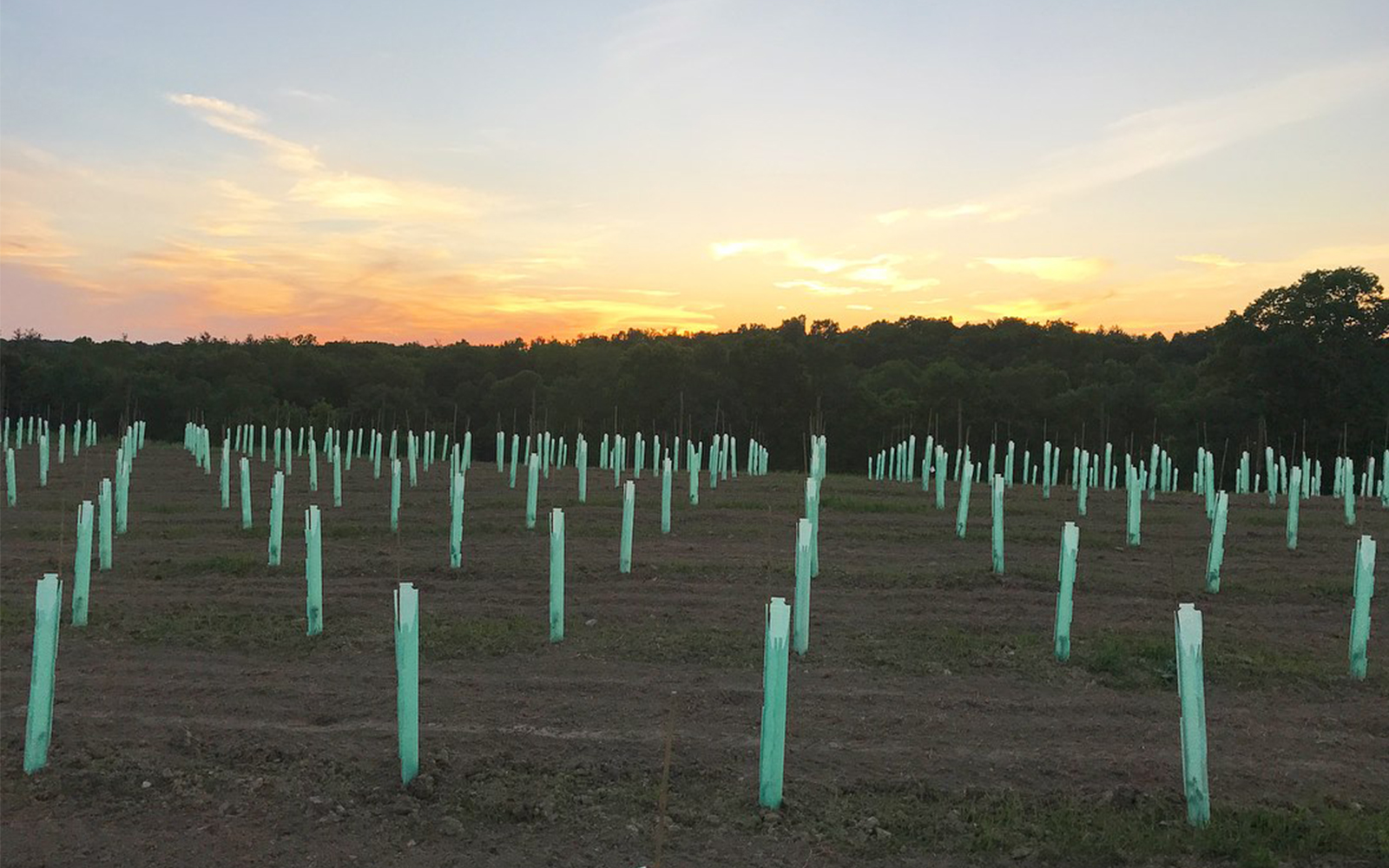 Wild Arc Farm Directs the Wine World’s Spotlight Toward New York - COOL ...