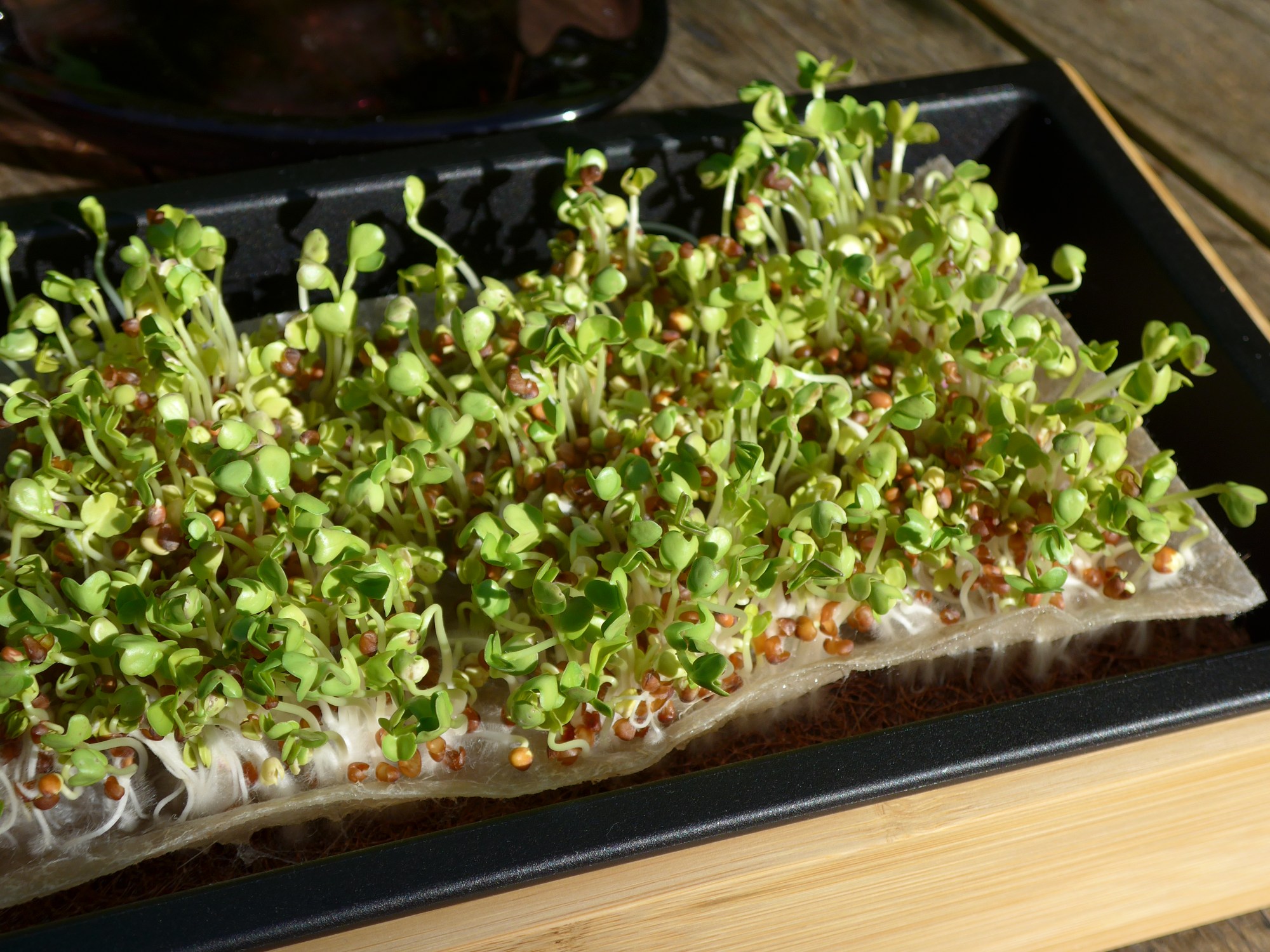 Quick and Easy Microgreens With Hamama’s Home Gardening Kit - COOL HUNTING®