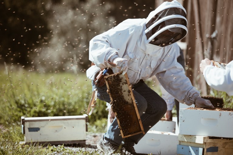 Producing Sparkling Dry Mead at Heidrun Meadery in Point Reyes ...