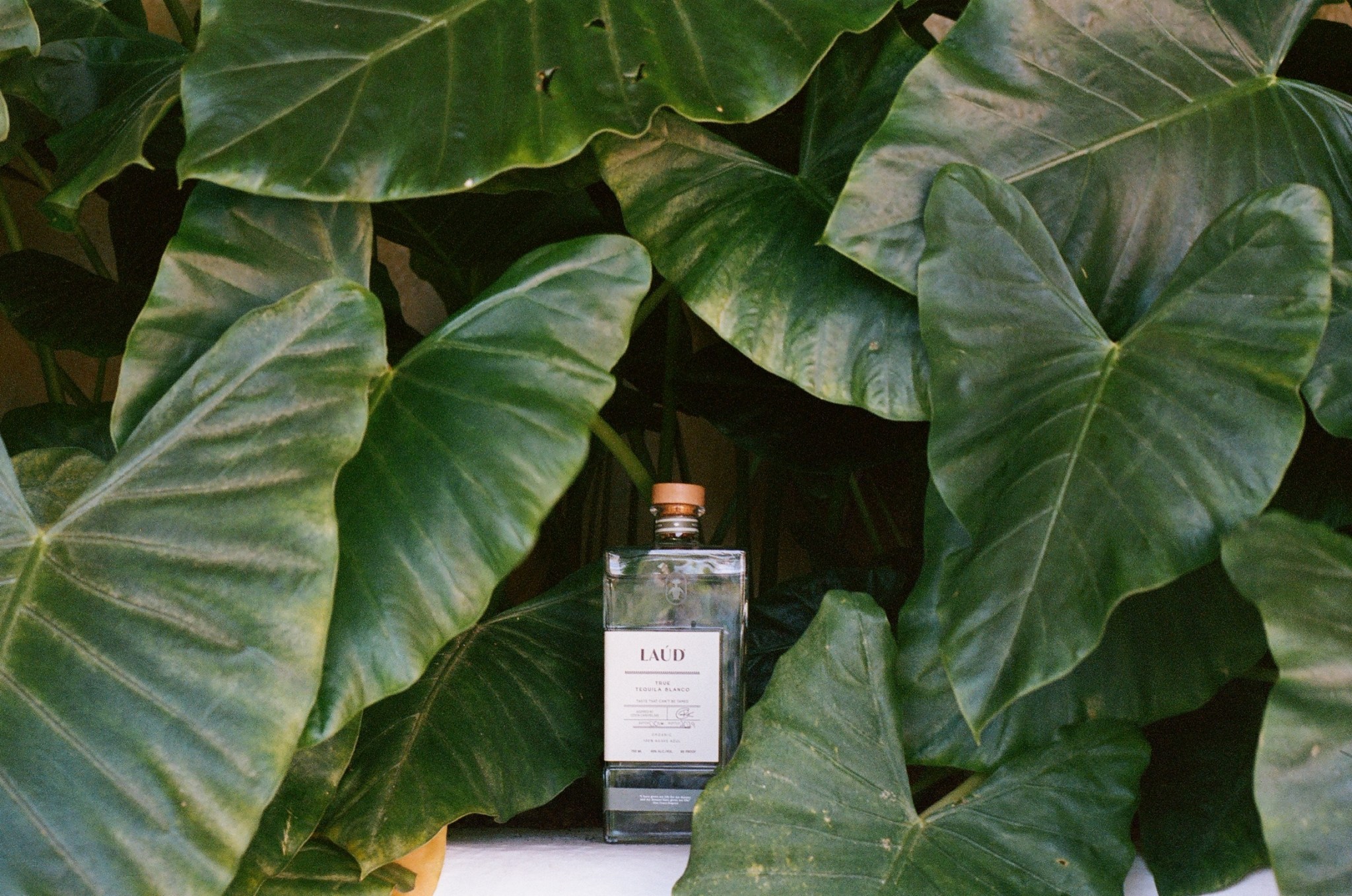 Careyes, Mexico-Inspired Laúd Tequila - COOL HUNTING®
