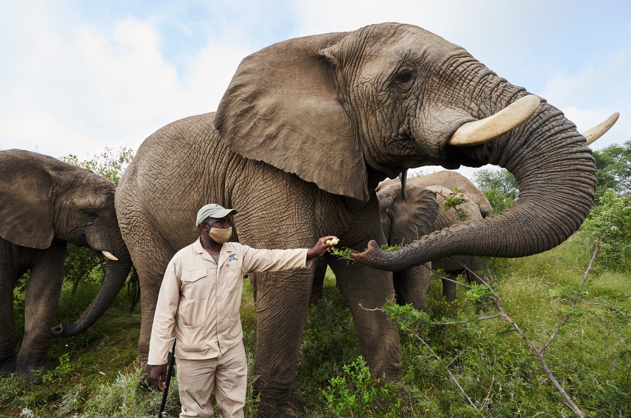 Amarula, The Spirits Brand Dedicated to Protecting Native Elephants ...