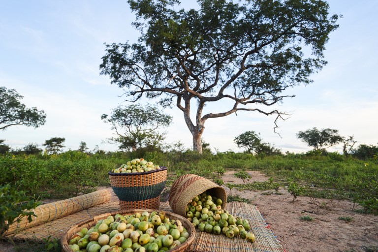 Amarula, The Spirits Brand Dedicated to Protecting Native Elephants ...