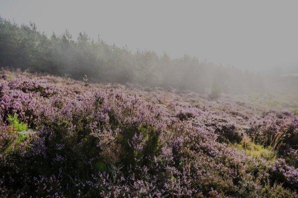 Escape to Nature in the Scottish Highlands with Wildland - COOL HUNTING®